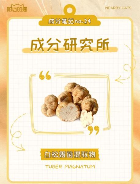 白松露菌的功效与作用_白松露菌怎么吃效果最好-第3张图片-山城妙识 白松露菌的功效与作用_白松露菌怎么吃效果最好-第3张图片-山城妙识