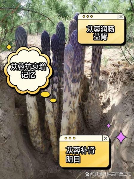 苁蓉怎么读_苁蓉的功效与作用-第2张图片-山城妙识 苁蓉怎么读_苁蓉的功效与作用-第2张图片-山城妙识