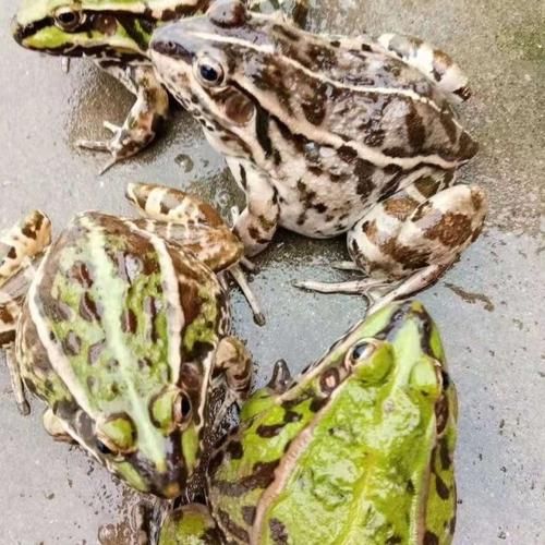 青蛙养殖亩产量多少斤_青蛙养殖亩产量一般能达到多少-第2张图片-山城妙识 青蛙养殖亩产量多少斤_青蛙养殖亩产量一般能达到多少-第2张图片-山城妙识
