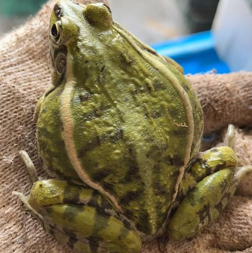 青蛙养殖亩产量多少斤_青蛙养殖亩产量一般能达到多少-第3张图片-山城妙识 青蛙养殖亩产量多少斤_青蛙养殖亩产量一般能达到多少-第3张图片-山城妙识