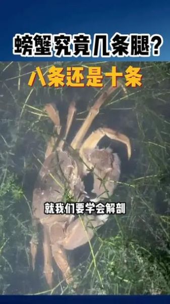 螃蟹几条腿_螃蟹为什么有十条腿-第1张图片-山城妙识 螃蟹几条腿_螃蟹为什么有十条腿-第1张图片-山城妙识