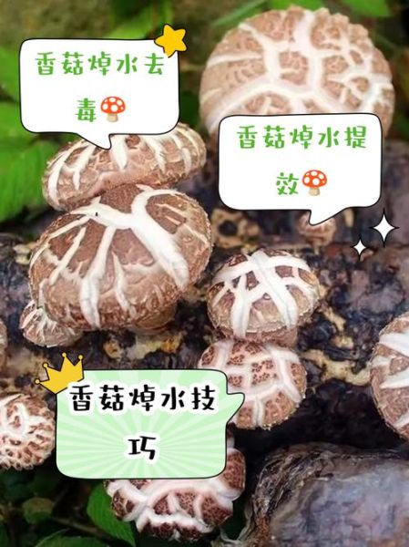 蒸香菇怎么做_蒸香菇需要焯水吗-第2张图片-山城妙识 蒸香菇怎么做_蒸香菇需要焯水吗-第2张图片-山城妙识