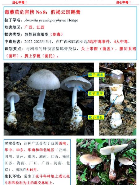野生菌图片如何辨别_野生菌有毒吗-第2张图片-山城妙识 野生菌图片如何辨别_野生菌有毒吗-第2张图片-山城妙识