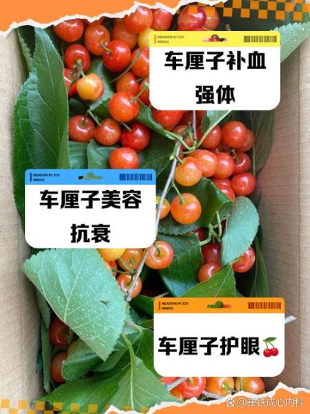 车厘子有什么功效与作用_车厘子营养价值高吗-第3张图片-山城妙识 车厘子有什么功效与作用_车厘子营养价值高吗-第3张图片-山城妙识