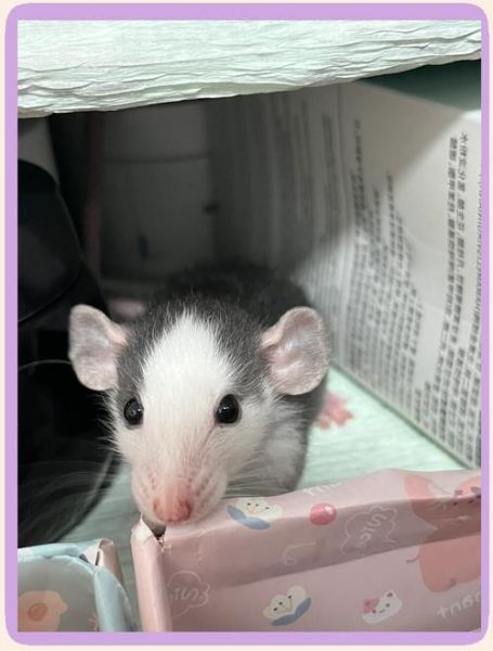 花枝鼠图片怎么拍_花枝鼠图片高清壁纸哪里找-第2张图片-山城妙识 花枝鼠图片怎么拍_花枝鼠图片高清壁纸哪里找-第2张图片-山城妙识