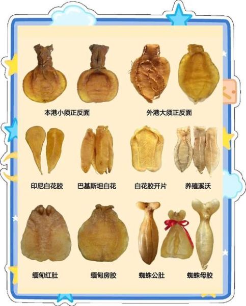 鱼胶是什么部位_鱼胶和鱼鳔有什么区别-第3张图片-山城妙识 鱼胶是什么部位_鱼胶和鱼鳔有什么区别-第3张图片-山城妙识