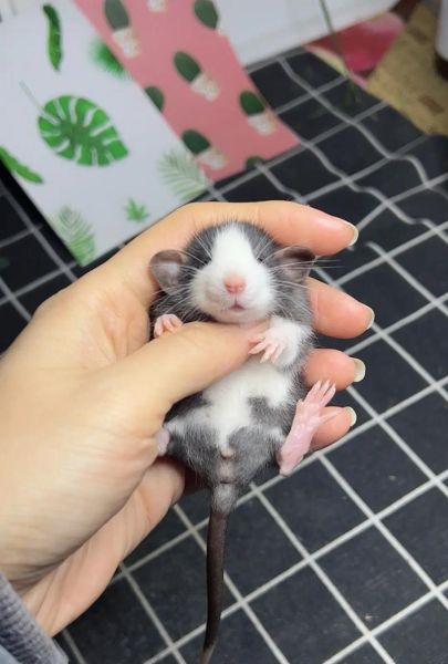 花枝鼠图片怎么拍_花枝鼠图片高清壁纸哪里找-第3张图片-山城妙识 花枝鼠图片怎么拍_花枝鼠图片高清壁纸哪里找-第3张图片-山城妙识