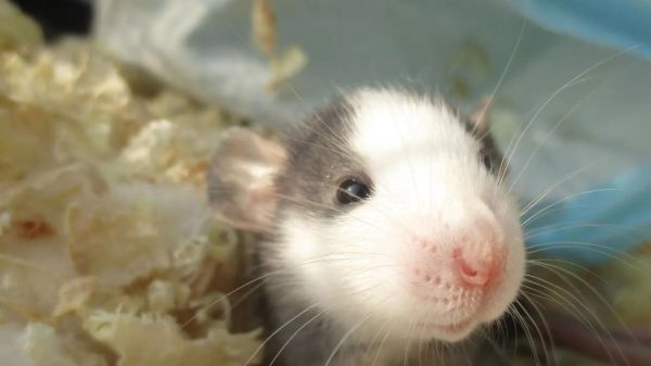 花枝鼠图片怎么拍_花枝鼠图片高清壁纸哪里找-第1张图片-山城妙识 花枝鼠图片怎么拍_花枝鼠图片高清壁纸哪里找-第1张图片-山城妙识