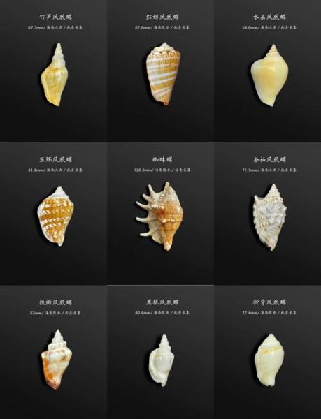 海螺的种类有哪些_海螺怎么区分-第2张图片-山城妙识 海螺的种类有哪些_海螺怎么区分-第2张图片-山城妙识