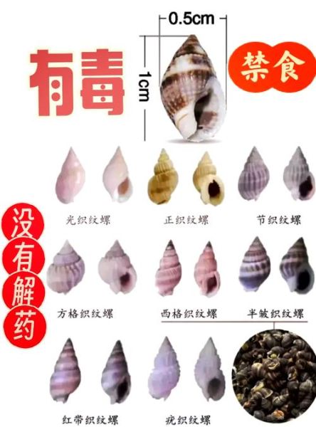 海螺的种类有哪些_海螺怎么区分-第3张图片-山城妙识 海螺的种类有哪些_海螺怎么区分-第3张图片-山城妙识