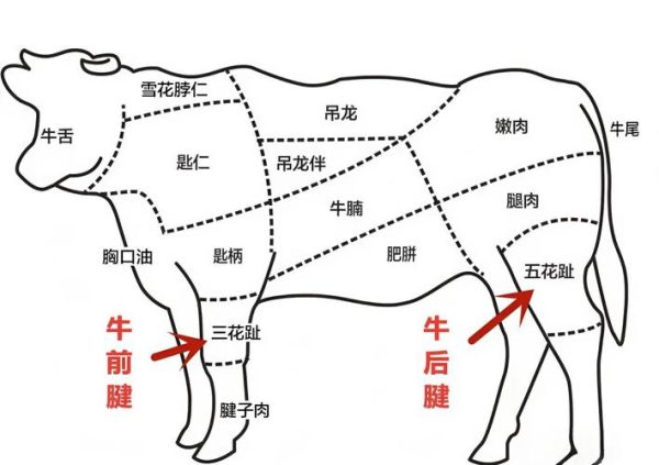 牛腱子肉是哪个部位图解_牛腱子肉前腿还是后腿-第1张图片-山城妙识 牛腱子肉是哪个部位图解_牛腱子肉前腿还是后腿-第1张图片-山城妙识