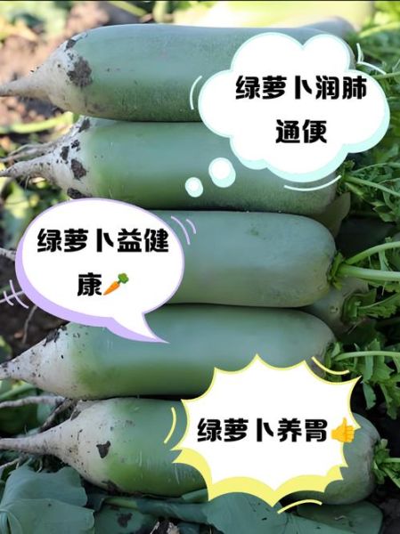 绿萝卜的功效与作用_绿萝卜怎么吃最健康-第3张图片-山城妙识 绿萝卜的功效与作用_绿萝卜怎么吃最健康-第3张图片-山城妙识