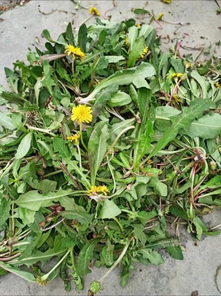 蒲公英怎么吃_蒲公英的食用方法-第3张图片-山城妙识 蒲公英怎么吃_蒲公英的食用方法-第3张图片-山城妙识