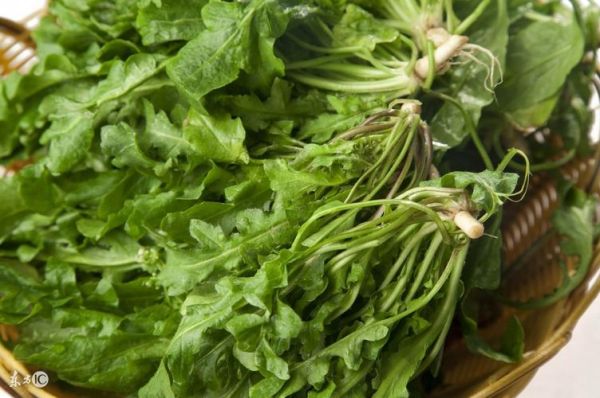 农村野菜图片大全_哪些野菜可以安全食用-第1张图片-山城妙识 农村野菜图片大全_哪些野菜可以安全食用-第1张图片-山城妙识
