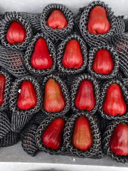 莲雾价格贵吗_莲雾多少钱一斤-第1张图片-山城妙识 莲雾价格贵吗_莲雾多少钱一斤-第1张图片-山城妙识