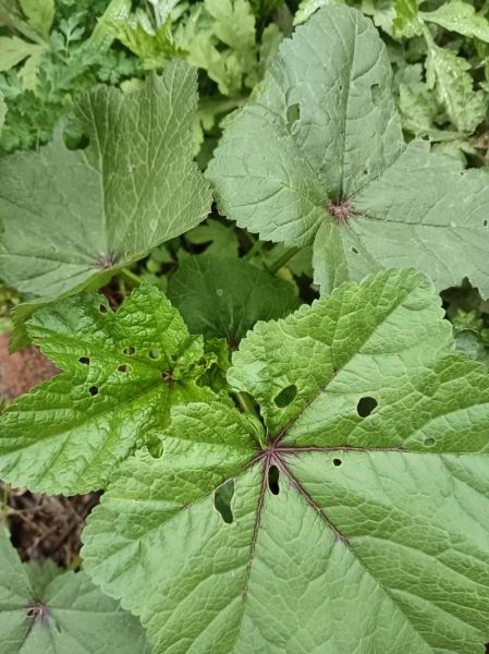 农村野菜图片大全_哪些野菜可以安全食用-第3张图片-山城妙识 农村野菜图片大全_哪些野菜可以安全食用-第3张图片-山城妙识
