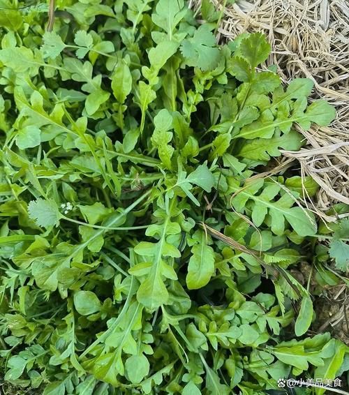 农村野菜图片大全_哪些野菜可以安全食用-第2张图片-山城妙识 农村野菜图片大全_哪些野菜可以安全食用-第2张图片-山城妙识