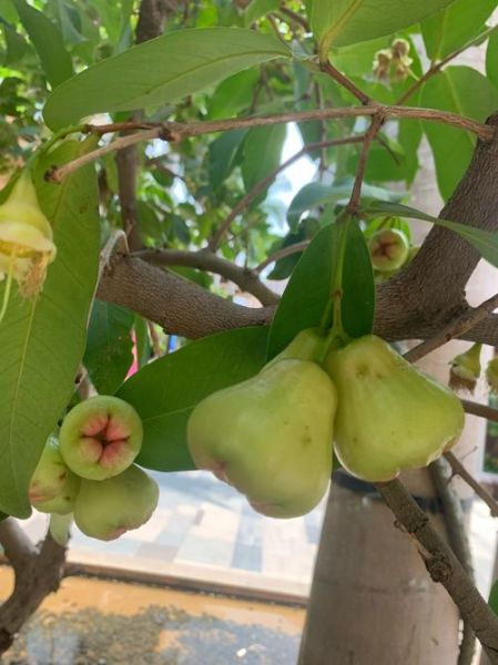 莲雾价格贵吗_莲雾多少钱一斤-第3张图片-山城妙识 莲雾价格贵吗_莲雾多少钱一斤-第3张图片-山城妙识