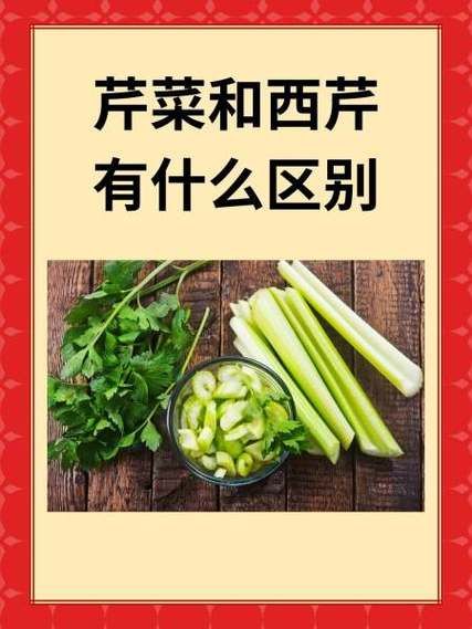 西芹和芹菜哪个营养好_西芹和芹菜的区别-第1张图片-山城妙识 西芹和芹菜哪个营养好_西芹和芹菜的区别-第1张图片-山城妙识