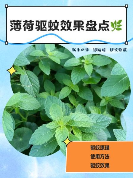 薄荷能驱蚊吗_薄荷驱蚊效果怎么样-第1张图片-山城妙识 薄荷能驱蚊吗_薄荷驱蚊效果怎么样-第1张图片-山城妙识