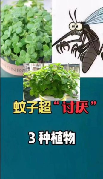 薄荷能驱蚊吗_薄荷驱蚊效果怎么样-第2张图片-山城妙识 薄荷能驱蚊吗_薄荷驱蚊效果怎么样-第2张图片-山城妙识