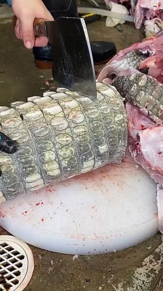 鳄鱼肉有寄生虫吗_鳄鱼肉寄生虫风险-第1张图片-山城妙识