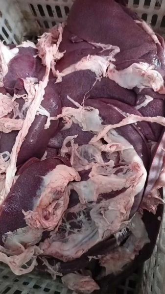 猪胰长什么样子_猪胰图片真假辨别-第1张图片-山城妙识 猪胰长什么样子_猪胰图片真假辨别-第1张图片-山城妙识