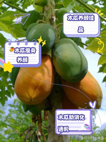 女人吃木瓜丰胸最佳方法_木瓜怎么吃才有效-第3张图片-山城妙识 女人吃木瓜丰胸最佳方法_木瓜怎么吃才有效-第3张图片-山城妙识