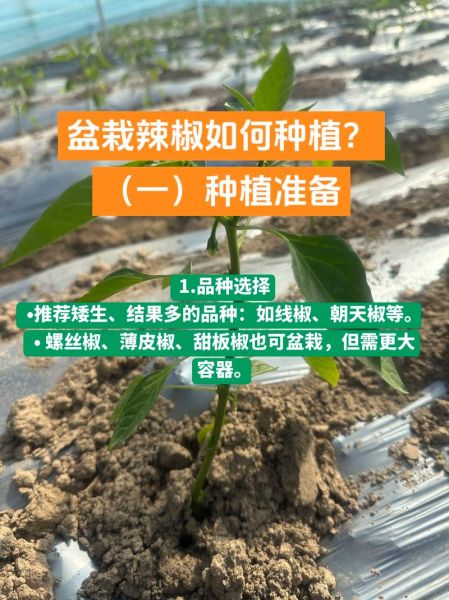 辣椒怎么种_辣椒种植技术视频-第1张图片-山城妙识 辣椒怎么种_辣椒种植技术视频-第1张图片-山城妙识