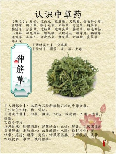 伸筋草泡脚的功效与作用_伸筋草泡脚多久见效-第1张图片-山城妙识 伸筋草泡脚的功效与作用_伸筋草泡脚多久见效-第1张图片-山城妙识