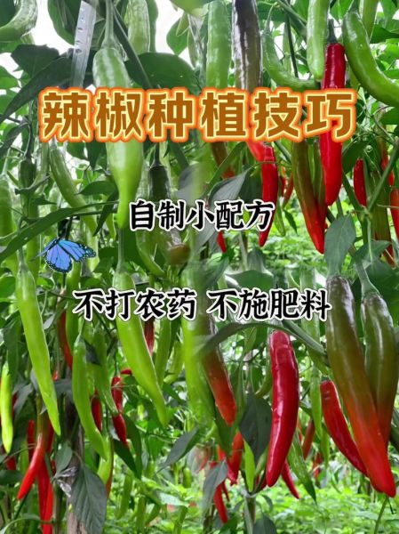 辣椒怎么种_辣椒种植技术视频-第3张图片-山城妙识 辣椒怎么种_辣椒种植技术视频-第3张图片-山城妙识