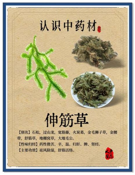 伸筋草泡脚的功效与作用_伸筋草泡脚多久见效-第2张图片-山城妙识 伸筋草泡脚的功效与作用_伸筋草泡脚多久见效-第2张图片-山城妙识