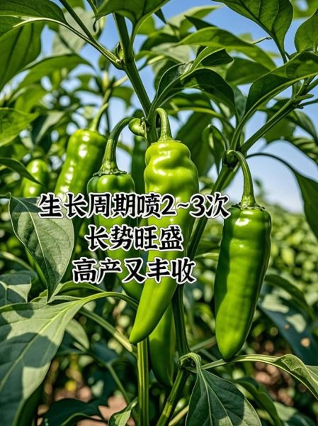 辣椒怎么种_辣椒种植技术视频-第2张图片-山城妙识 辣椒怎么种_辣椒种植技术视频-第2张图片-山城妙识