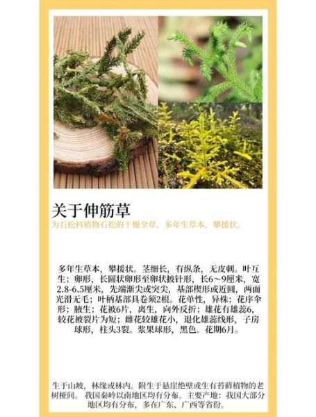 伸筋草泡脚的功效与作用_伸筋草泡脚多久见效-第3张图片-山城妙识 伸筋草泡脚的功效与作用_伸筋草泡脚多久见效-第3张图片-山城妙识