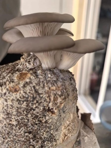 平菇种植技术视频教程_新手如何种出高产平菇-第1张图片-山城妙识 平菇种植技术视频教程_新手如何种出高产平菇-第1张图片-山城妙识