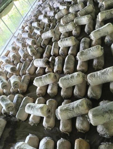 平菇种植技术视频教程_新手如何种出高产平菇-第2张图片-山城妙识 平菇种植技术视频教程_新手如何种出高产平菇-第2张图片-山城妙识