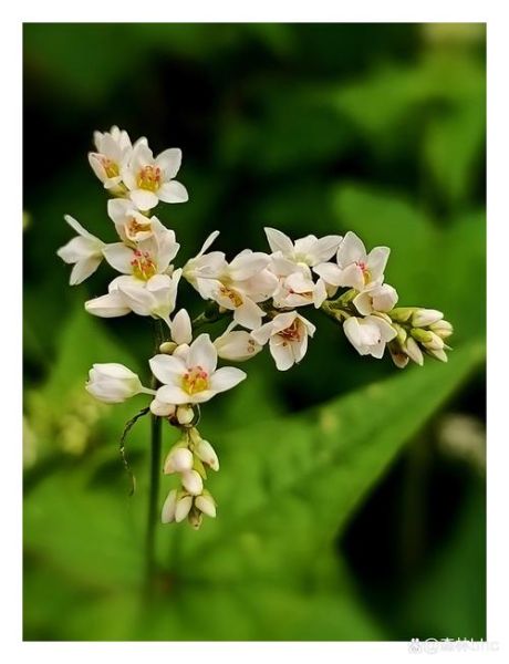 荞麦花什么时候开_荞麦花图片怎么拍好看-第3张图片-山城妙识 荞麦花什么时候开_荞麦花图片怎么拍好看-第3张图片-山城妙识