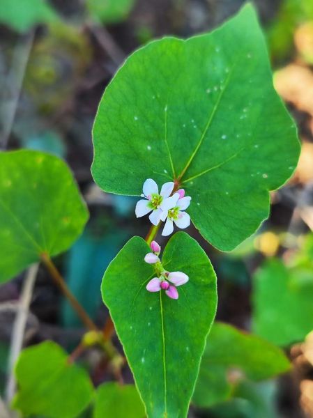 荞麦花什么时候开_荞麦花图片怎么拍好看-第2张图片-山城妙识 荞麦花什么时候开_荞麦花图片怎么拍好看-第2张图片-山城妙识