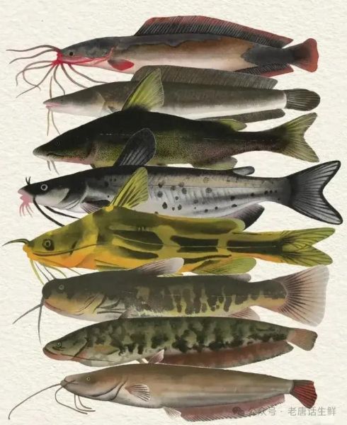 鲶鱼长什么样_鲶鱼外形特征-第1张图片-山城妙识 鲶鱼长什么样_鲶鱼外形特征-第1张图片-山城妙识