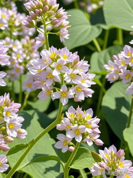 荞麦花什么时候开_荞麦花图片怎么拍好看-第1张图片-山城妙识 荞麦花什么时候开_荞麦花图片怎么拍好看-第1张图片-山城妙识