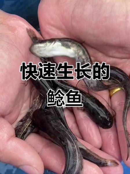 鲶鱼长什么样_鲶鱼外形特征-第2张图片-山城妙识 鲶鱼长什么样_鲶鱼外形特征-第2张图片-山城妙识