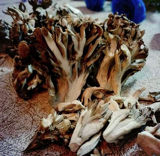 舞茸菌汤怎么做_舞茸菌汤的功效与禁忌-第1张图片-山城妙识 舞茸菌汤怎么做_舞茸菌汤的功效与禁忌-第1张图片-山城妙识