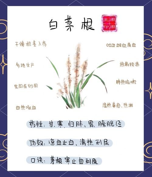 茅草根的功效与作用_茅草根泡水喝有什么好处-第1张图片-山城妙识 茅草根的功效与作用_茅草根泡水喝有什么好处-第1张图片-山城妙识
