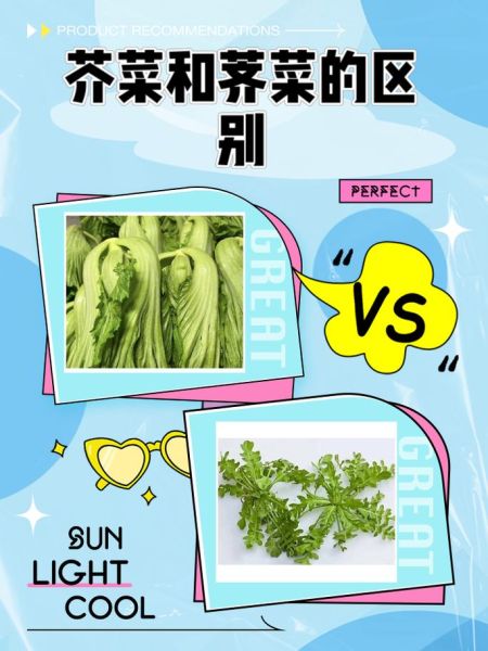 蔊菜和荠菜的区别_如何一眼区分蔊菜与荠菜-第1张图片-山城妙识 蔊菜和荠菜的区别_如何一眼区分蔊菜与荠菜-第1张图片-山城妙识