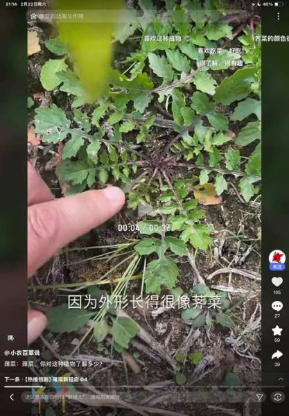 蔊菜和荠菜的区别_如何一眼区分蔊菜与荠菜-第2张图片-山城妙识 蔊菜和荠菜的区别_如何一眼区分蔊菜与荠菜-第2张图片-山城妙识