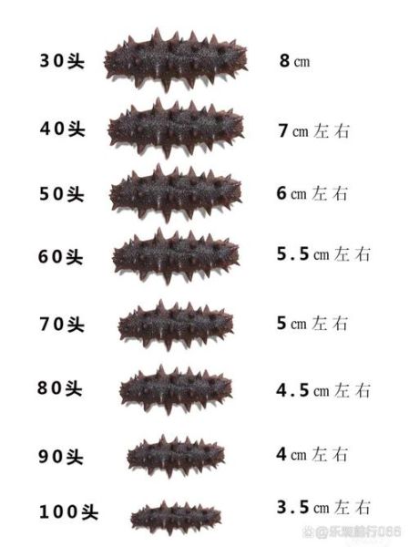 威海海参多少钱一斤_威海海参怎么选-第1张图片-山城妙识 威海海参多少钱一斤_威海海参怎么选-第1张图片-山城妙识
