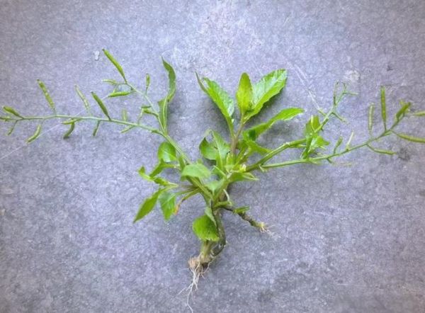 蔊菜和荠菜的区别_如何一眼区分蔊菜与荠菜-第3张图片-山城妙识 蔊菜和荠菜的区别_如何一眼区分蔊菜与荠菜-第3张图片-山城妙识