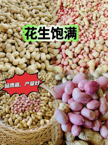 中国花生网价格行情_花生种植技术问答-第3张图片-山城妙识 中国花生网价格行情_花生种植技术问答-第3张图片-山城妙识