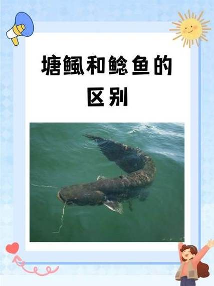 鲶鱼和鲇鱼有什么区别_哪个才是正确写法-第1张图片-山城妙识