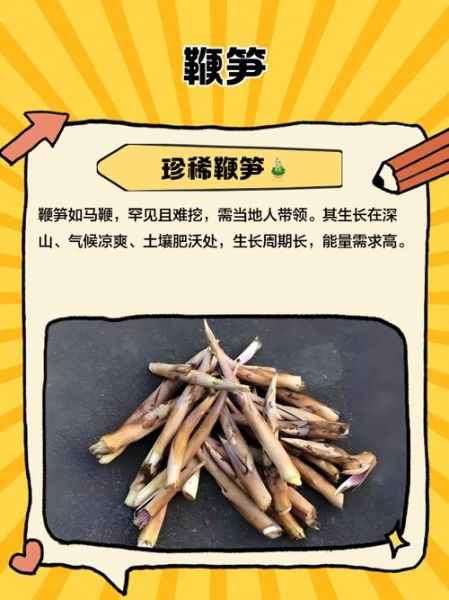 鞭笋的功效与作用_鞭笋怎么吃最营养-第2张图片-山城妙识